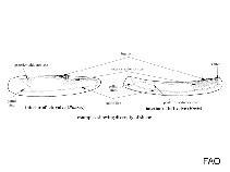 Sinonovacula constricta, Chinese razor clam : fisheries