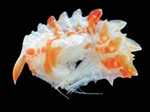 Epimeria grandirostris